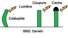 ...et l'action du phototropisme chez les plantes