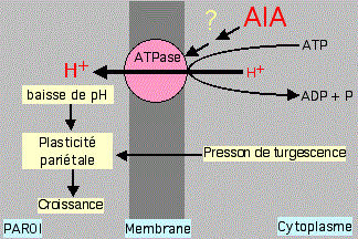 L'auxine...et l'auxèse