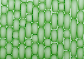 L'auxine...et l'auxèse