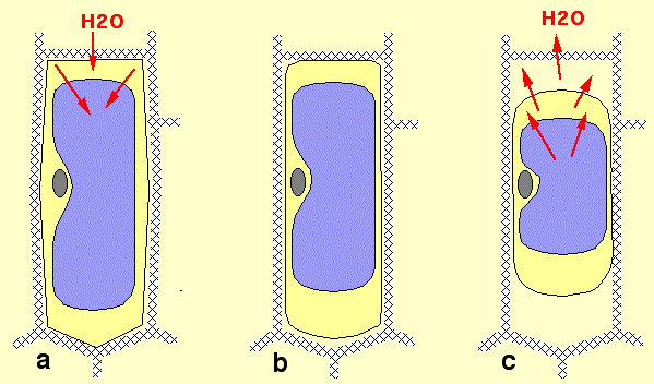 L'auxine...et l'auxèse